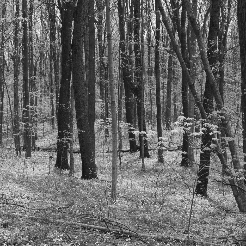 IN THE LAB: FOREST BY NICK COLLARD – Krasl Art Center